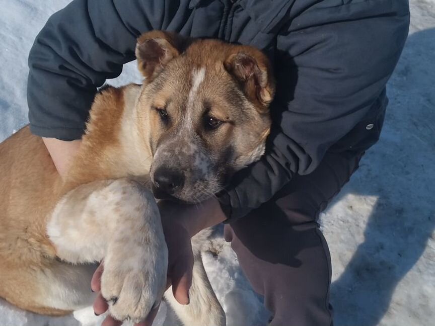 Алабай в добрые руки