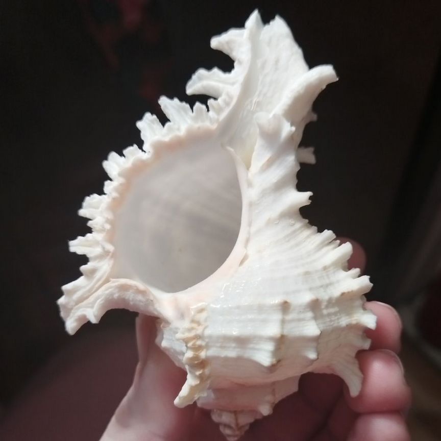 Морские ракушки для аквариума