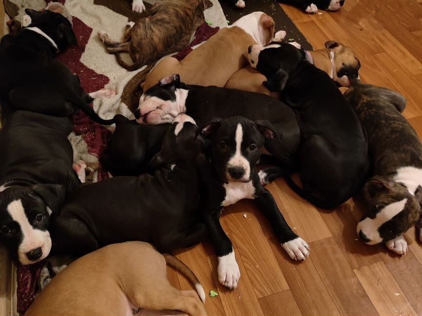 Стаффордширский терьер щенки стафф амстаф