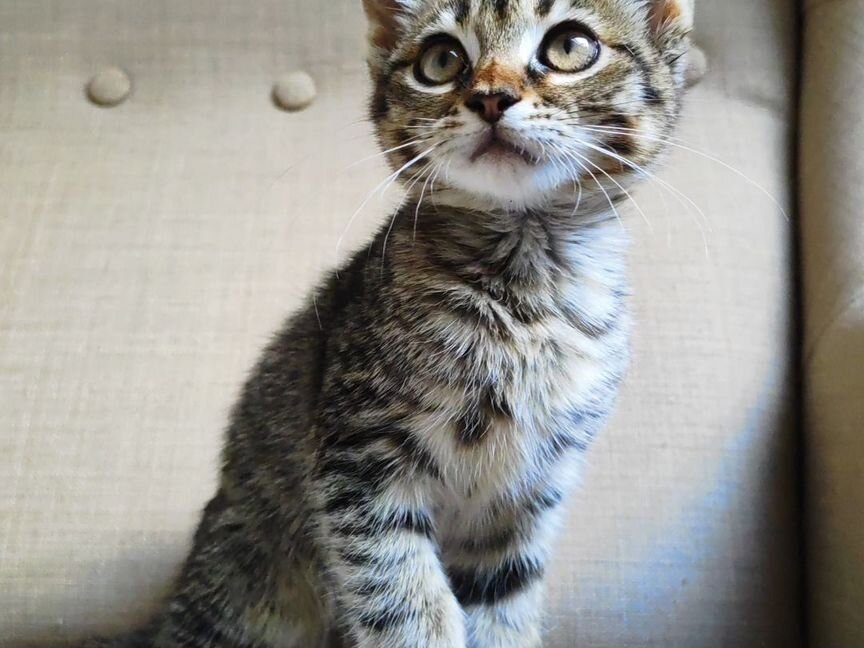 Кошечка Мышка в добрые руки