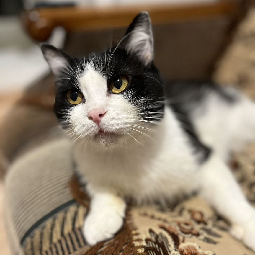 Котик