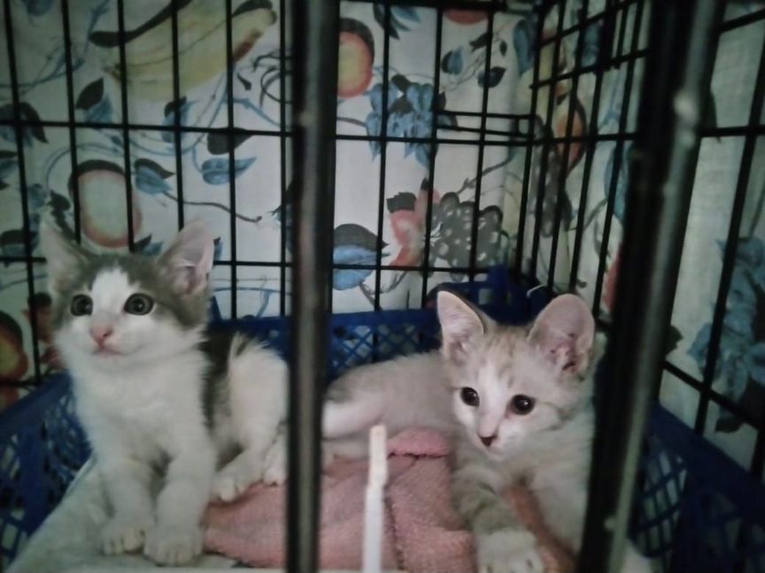 Котята в добрые руки