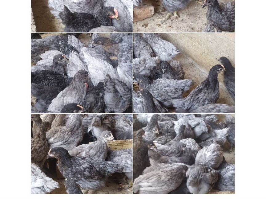 Курочки молодки породы доминант