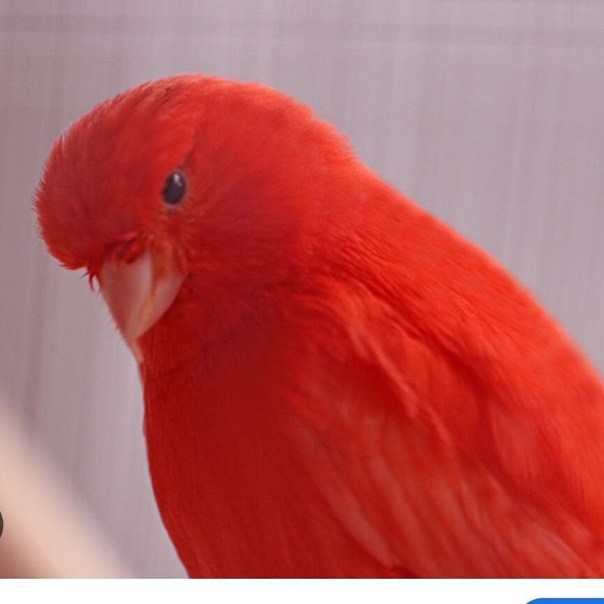 Добавка в корм для канареек "кантаксантин 10%"