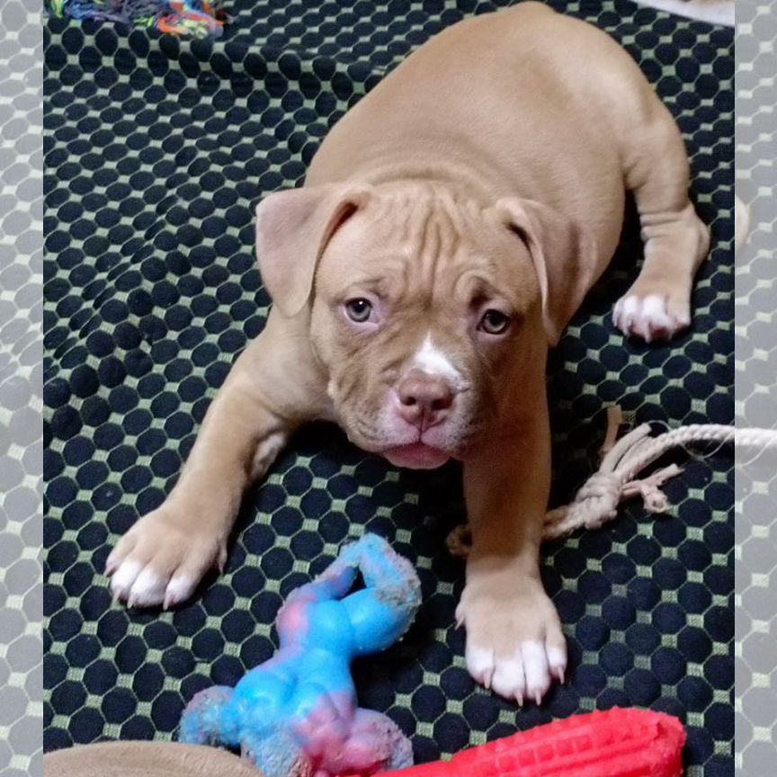 Американский булли, щенок