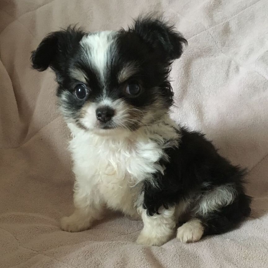 Щеночки чихуахуа