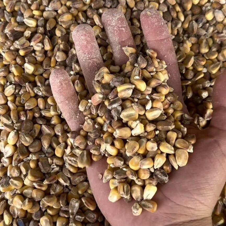 Кукуруза зерно