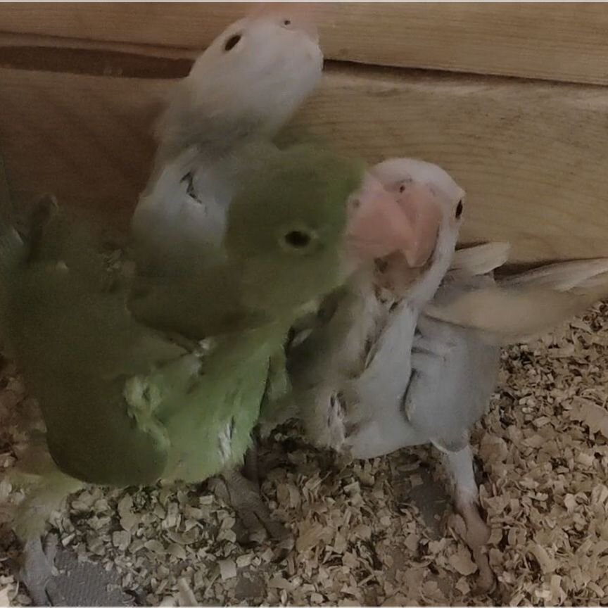 Попугай выкормыш