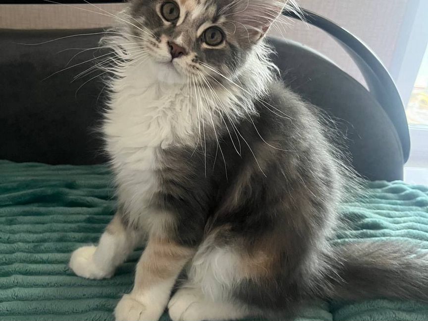 Отдаем кошечку Мейн-кун в добрые руки