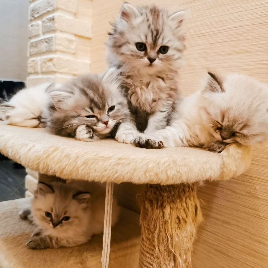 Шотландские котята
