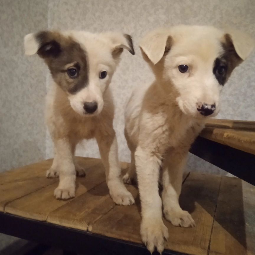 Шенята мальчики