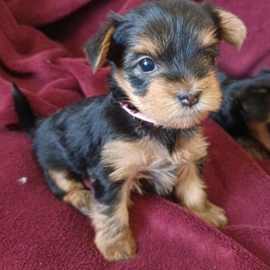 Йоркширский терьер, щенок