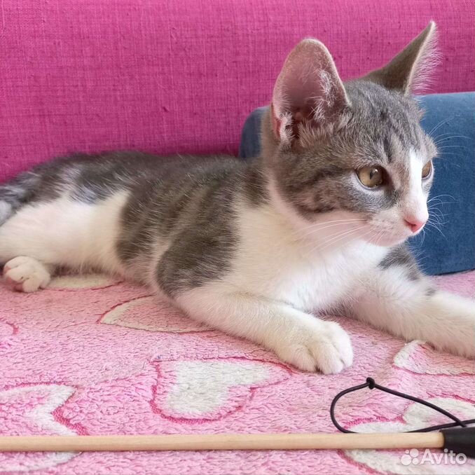 Котенок чудо в хорошие руки