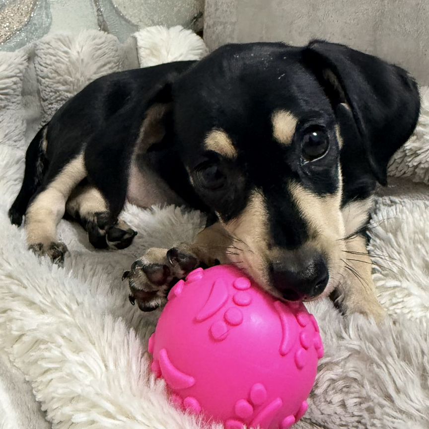 Такса, щенок