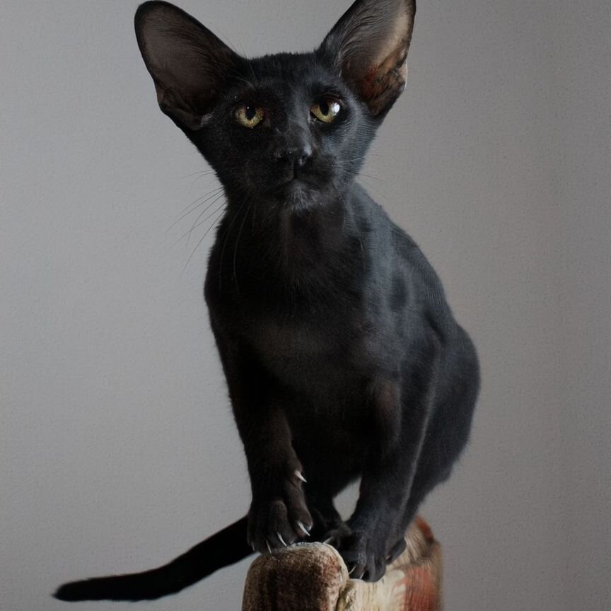 Ориентальный котёнок