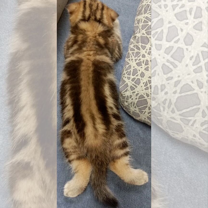 Шотландский вислоухий короткошёрстный котёнок
