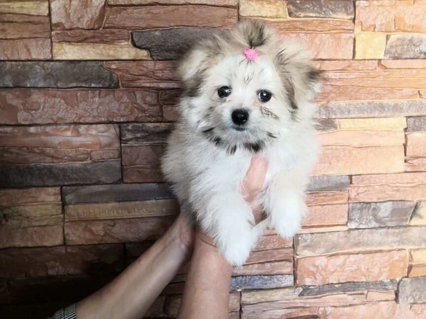 Мальтипу (мальтипом)