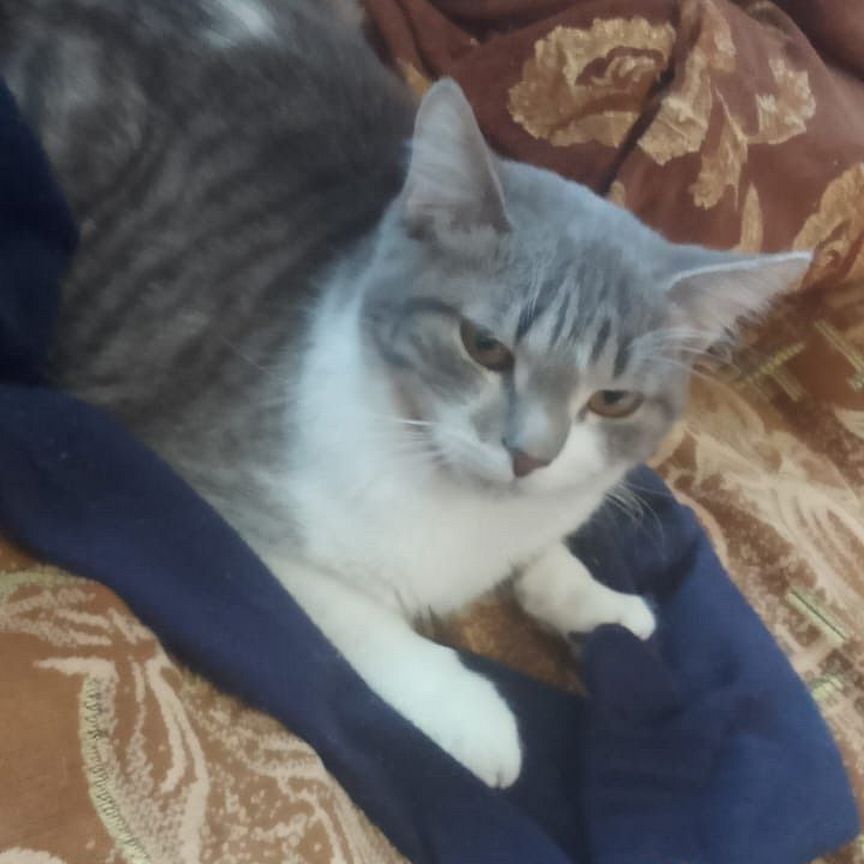 Котик юниор в семью