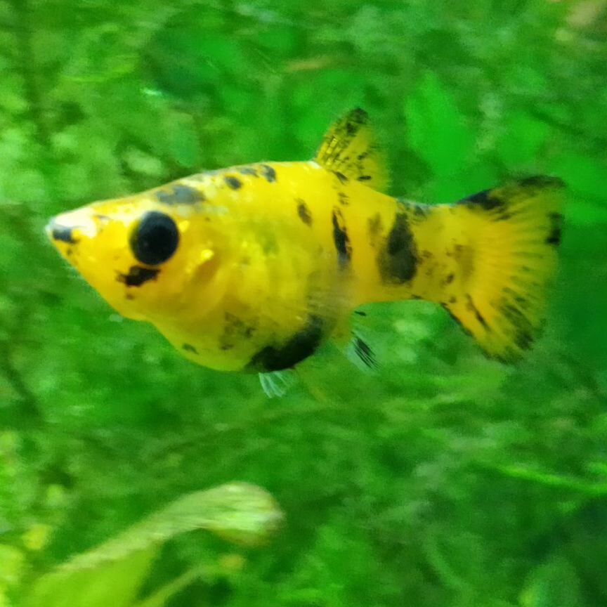 Моллинезии