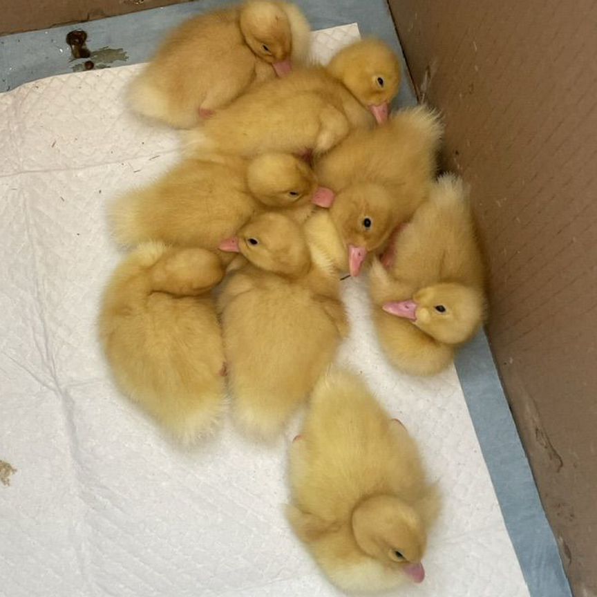 Утята подрощенные