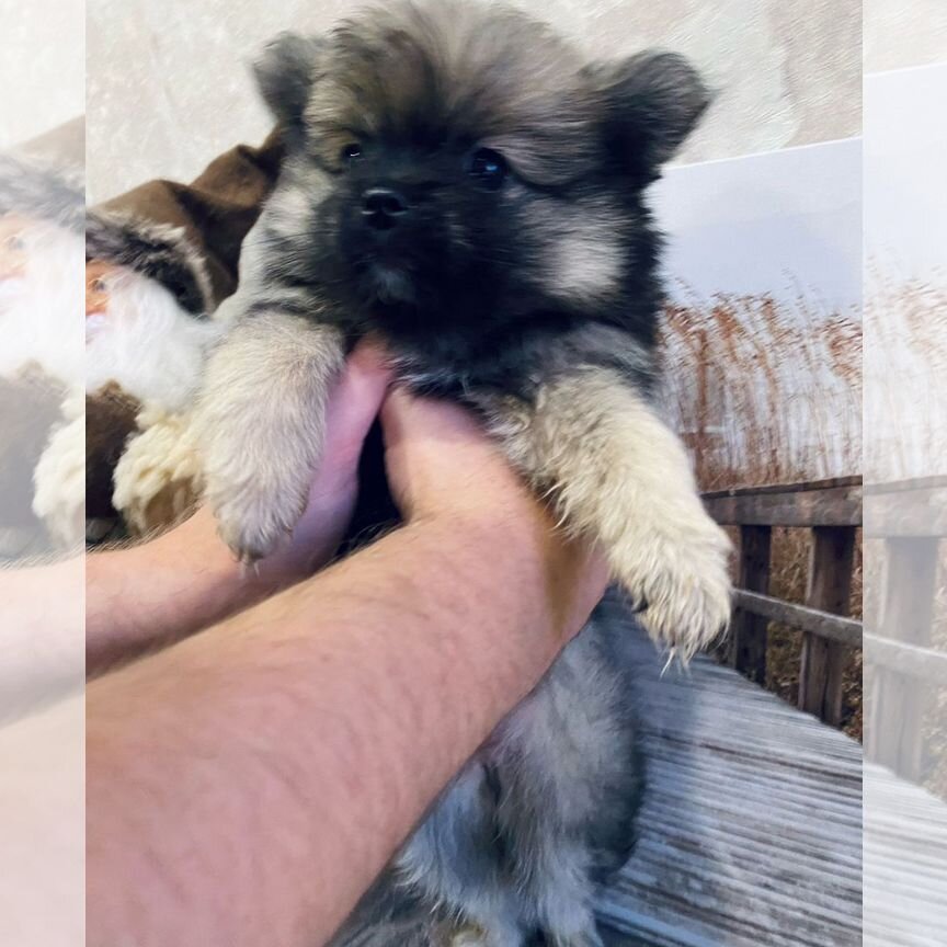 Щенки померанского шпица медвежьего типа