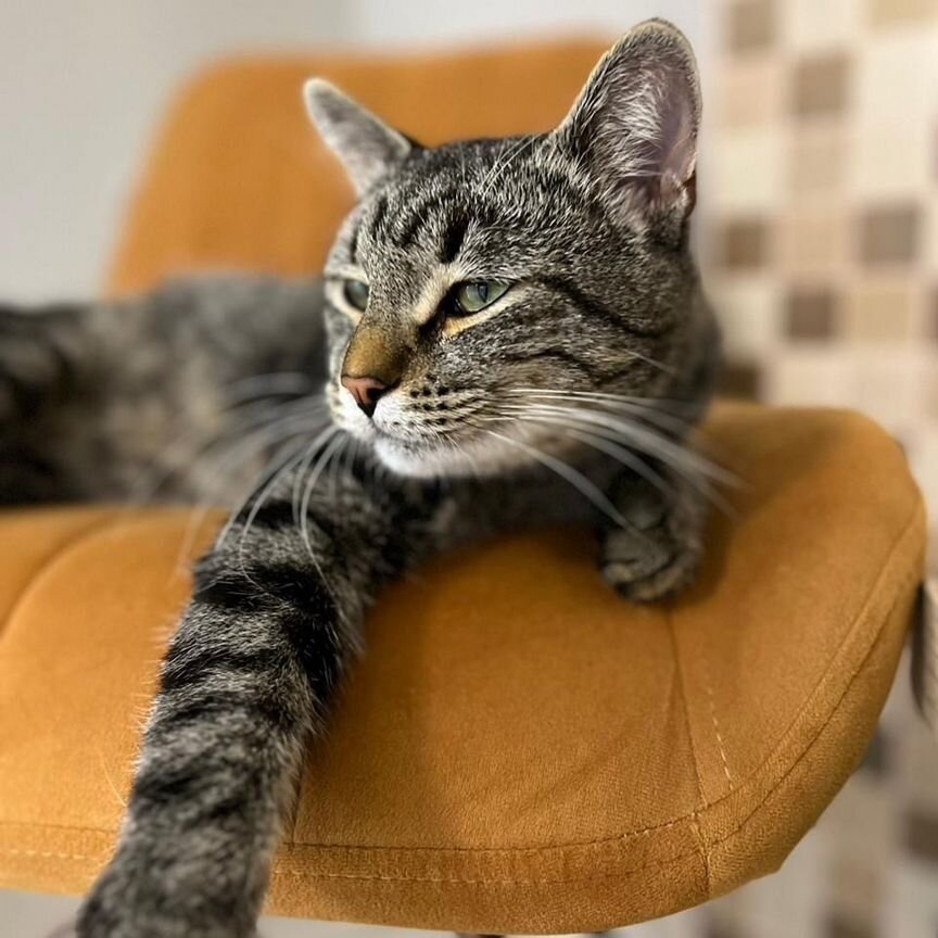 Кот Матроскин в дар