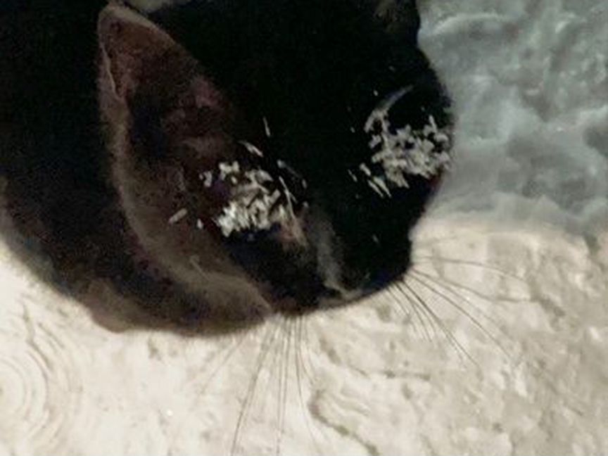 Котам нужна помощь передержка дом