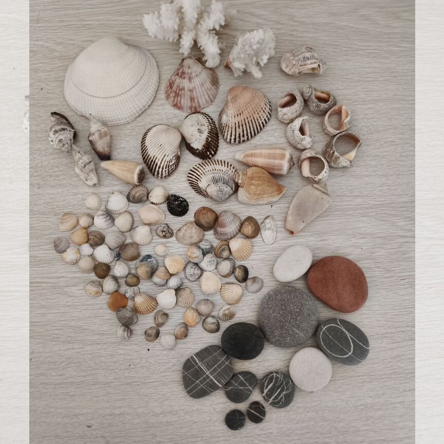 Ракушки для аквариума или декора