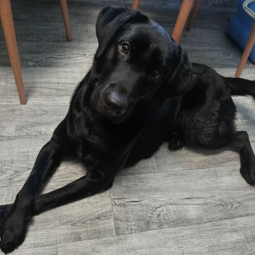 Лабрадор-ретривер, взрослый пёс