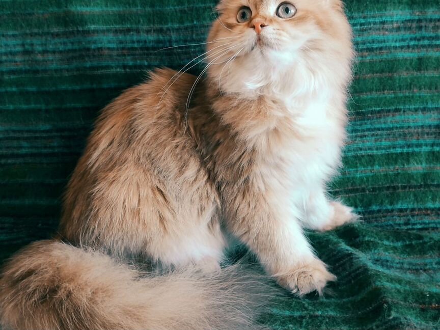 Британская золотая шиншилла