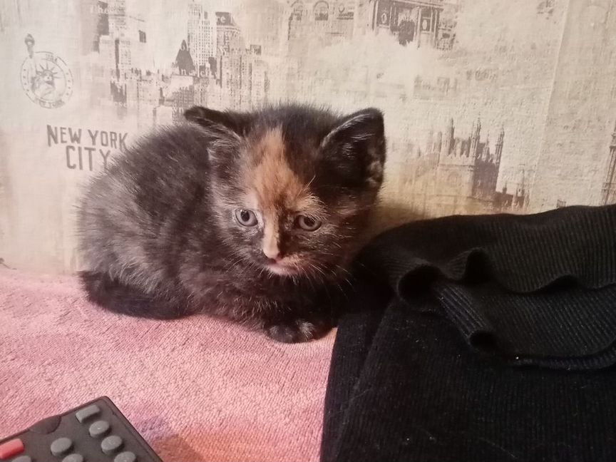 Котята в добрые руки бесплатно