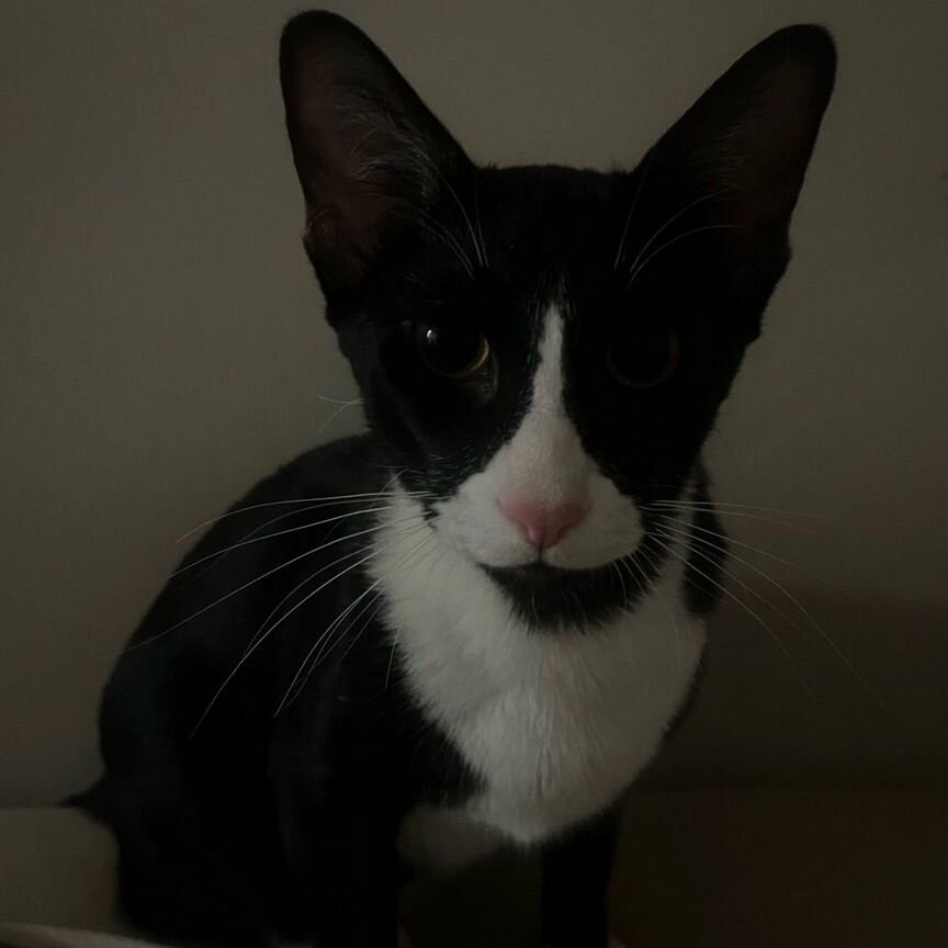Котик ориентал