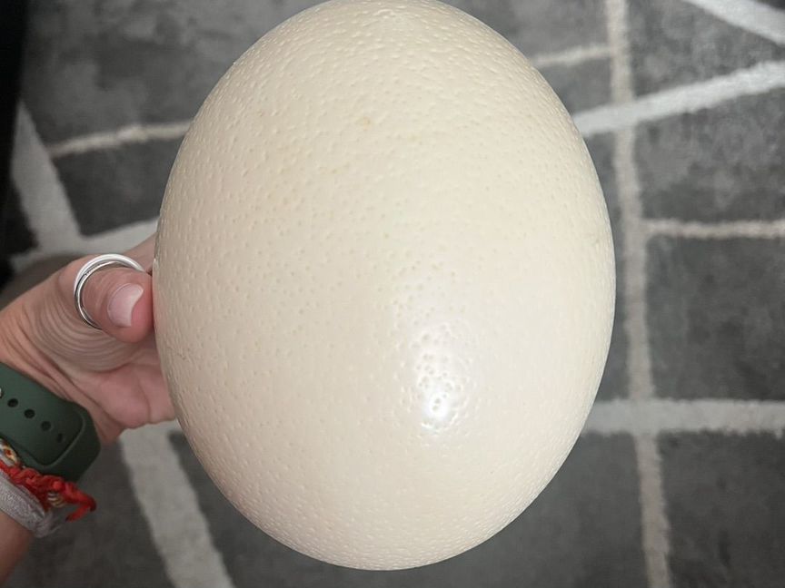 Страусиное яйцо