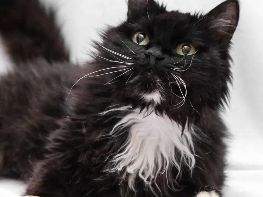 Взрослая кошечка ищет дом