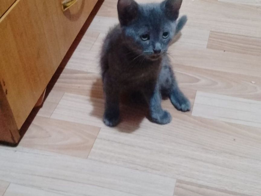 Котята в добрые руки бесплатно