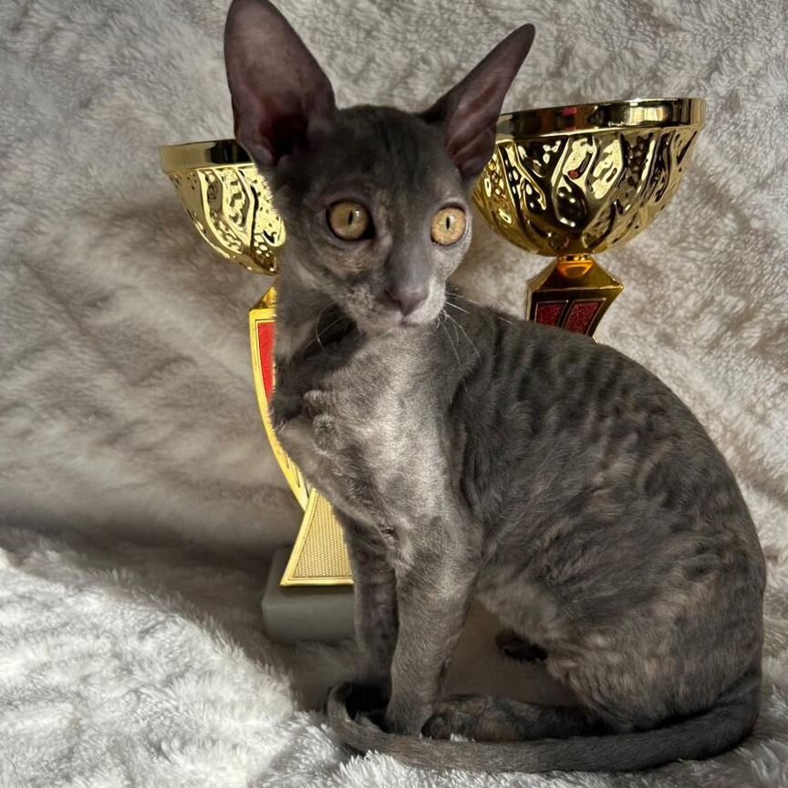 Кошечка корниш-рекс