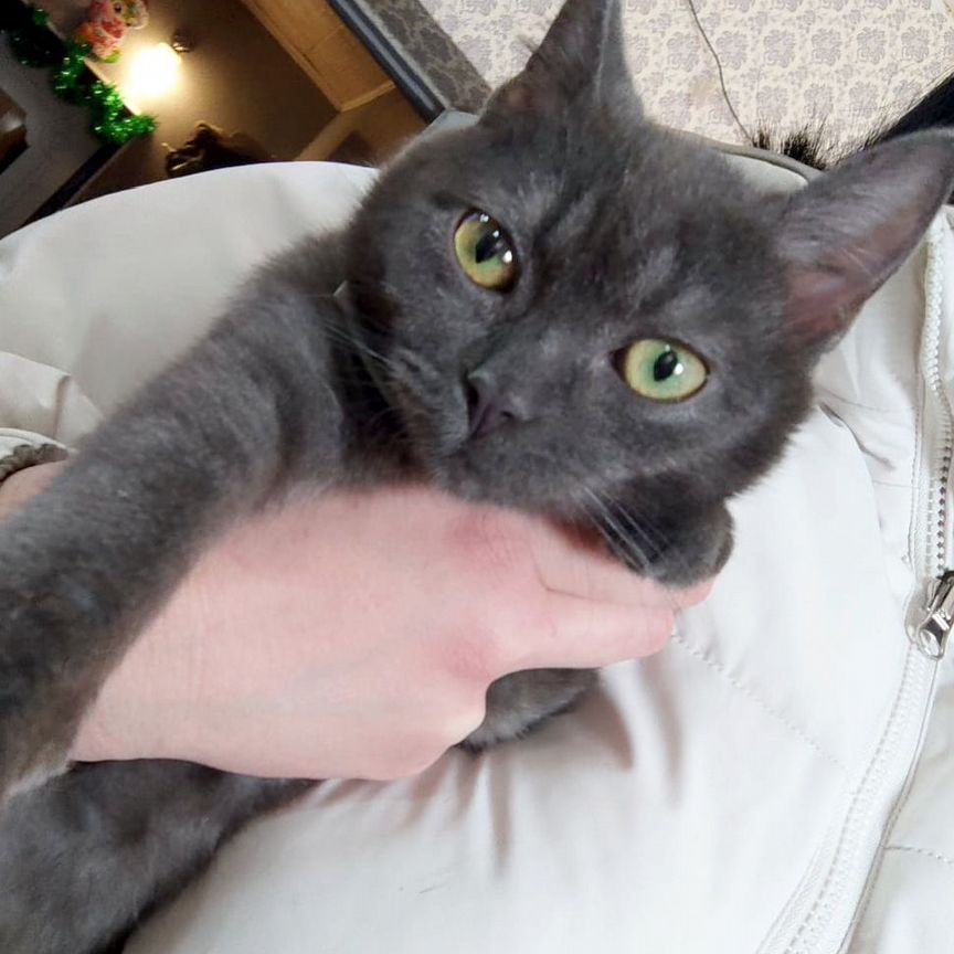 Котенок мальчик 6 месяцев