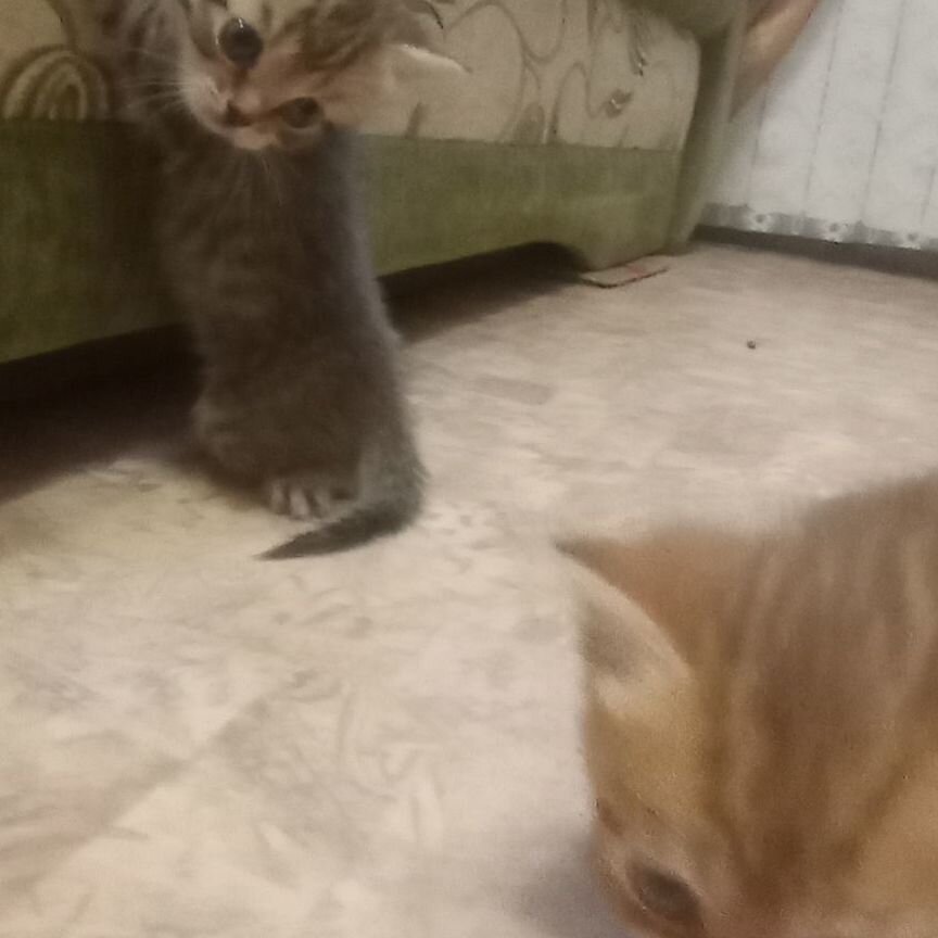 Шотландский вислоухий длинношёрстный котёнок