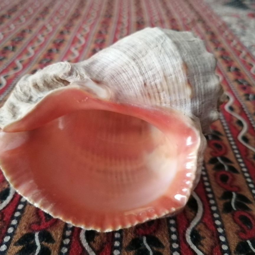 Раковина большой рапаны