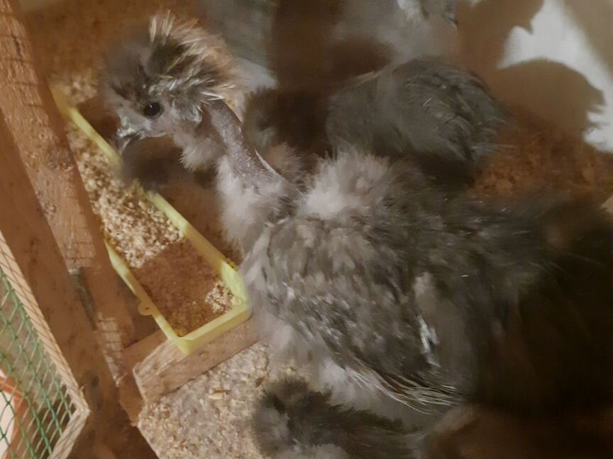 Китайский шелковый голошейный петух