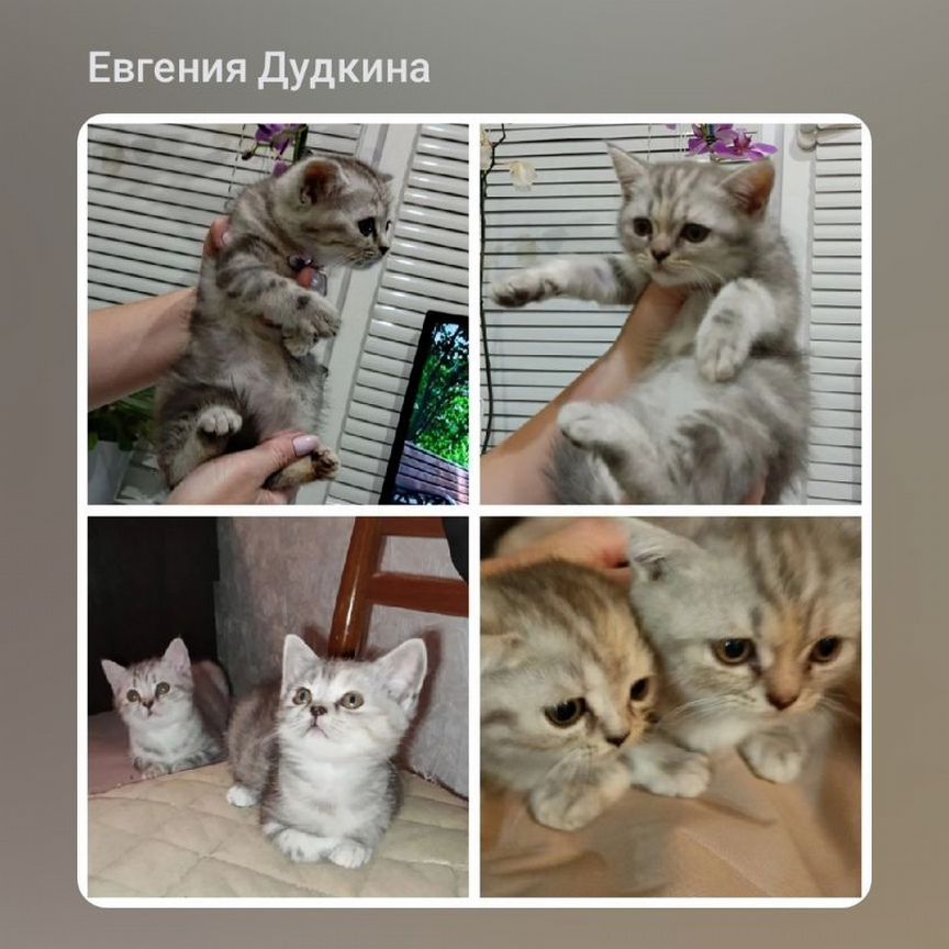 Британские котята