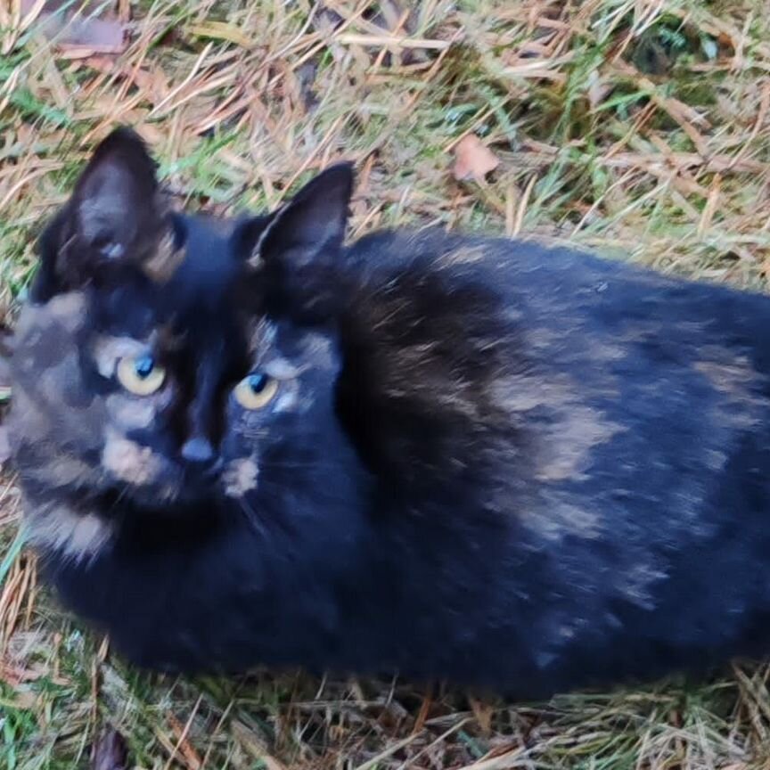 Котенок-кошечка