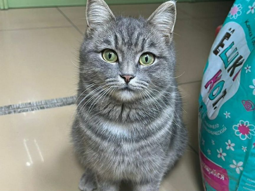 Кошка котенок 9 месяцев стерилизована