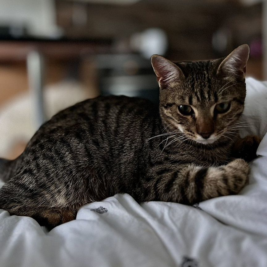 Взрослый кот в добрые руки