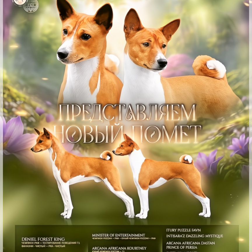 Басенджи, щенок