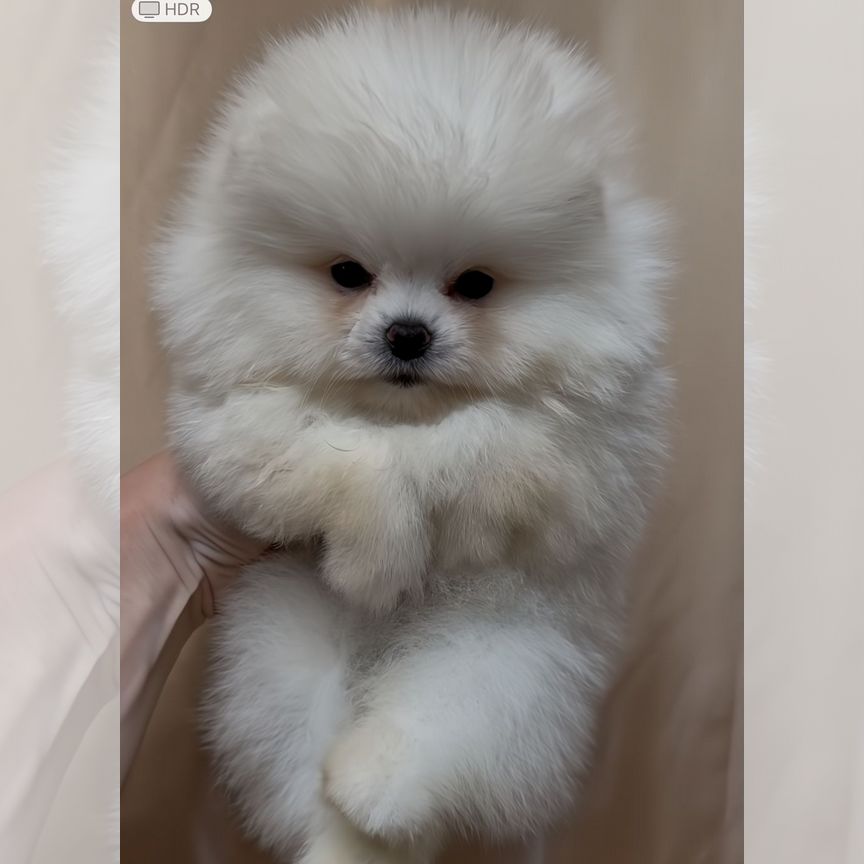 Померанский шпиц, щенок