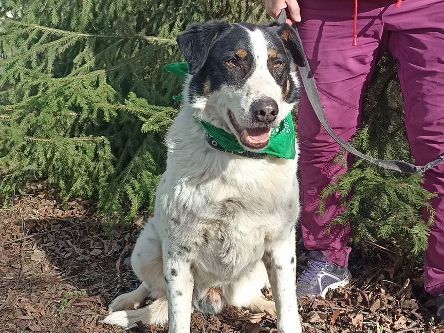 Спокойный уравновешенный Джек