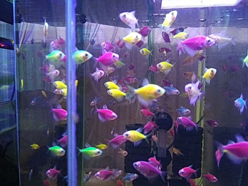 Рыбки тернеции гло