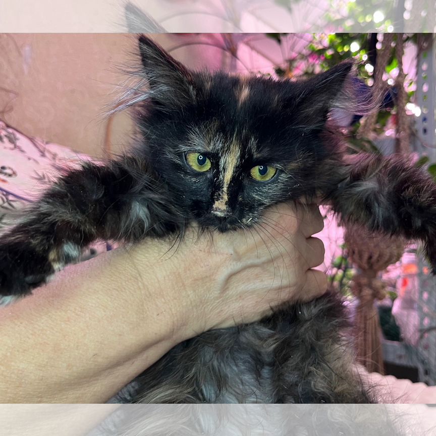 Норвежский лесной котёнок