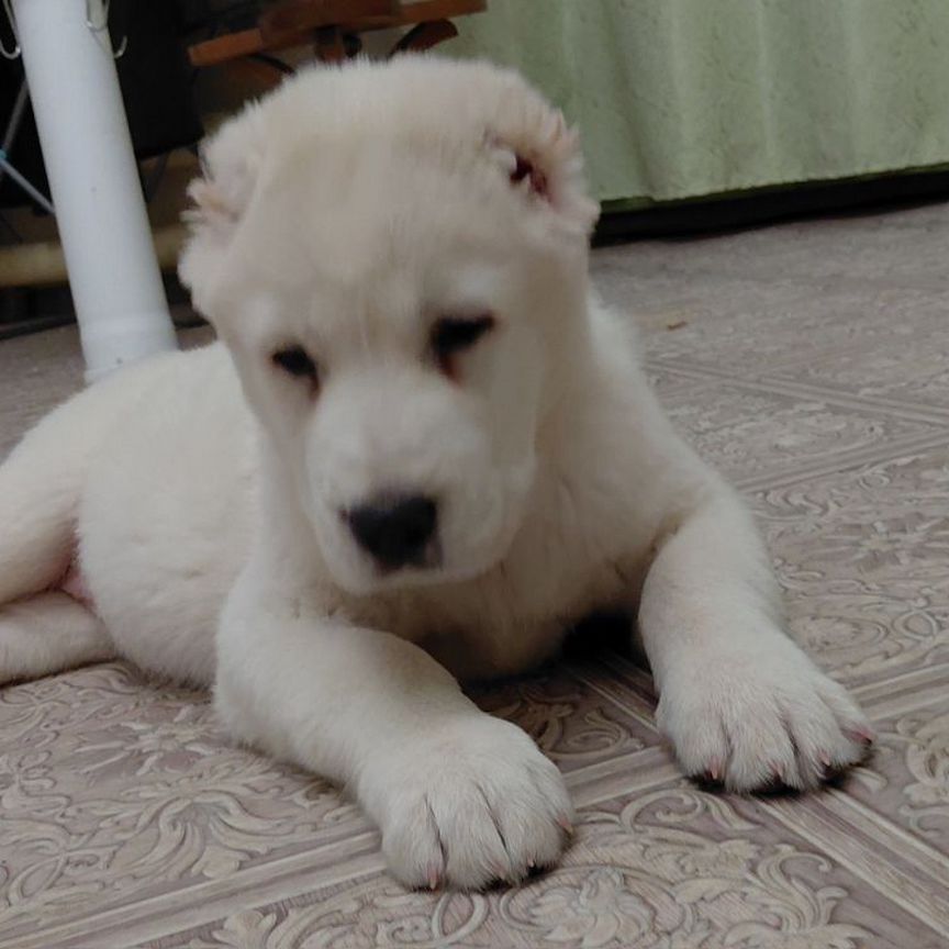 Среднеазиатская овчарка, щенок